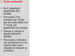 Dhembet e maxilles | PPTX