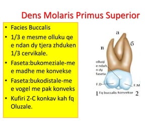 Dhembet e maxilles | PPTX