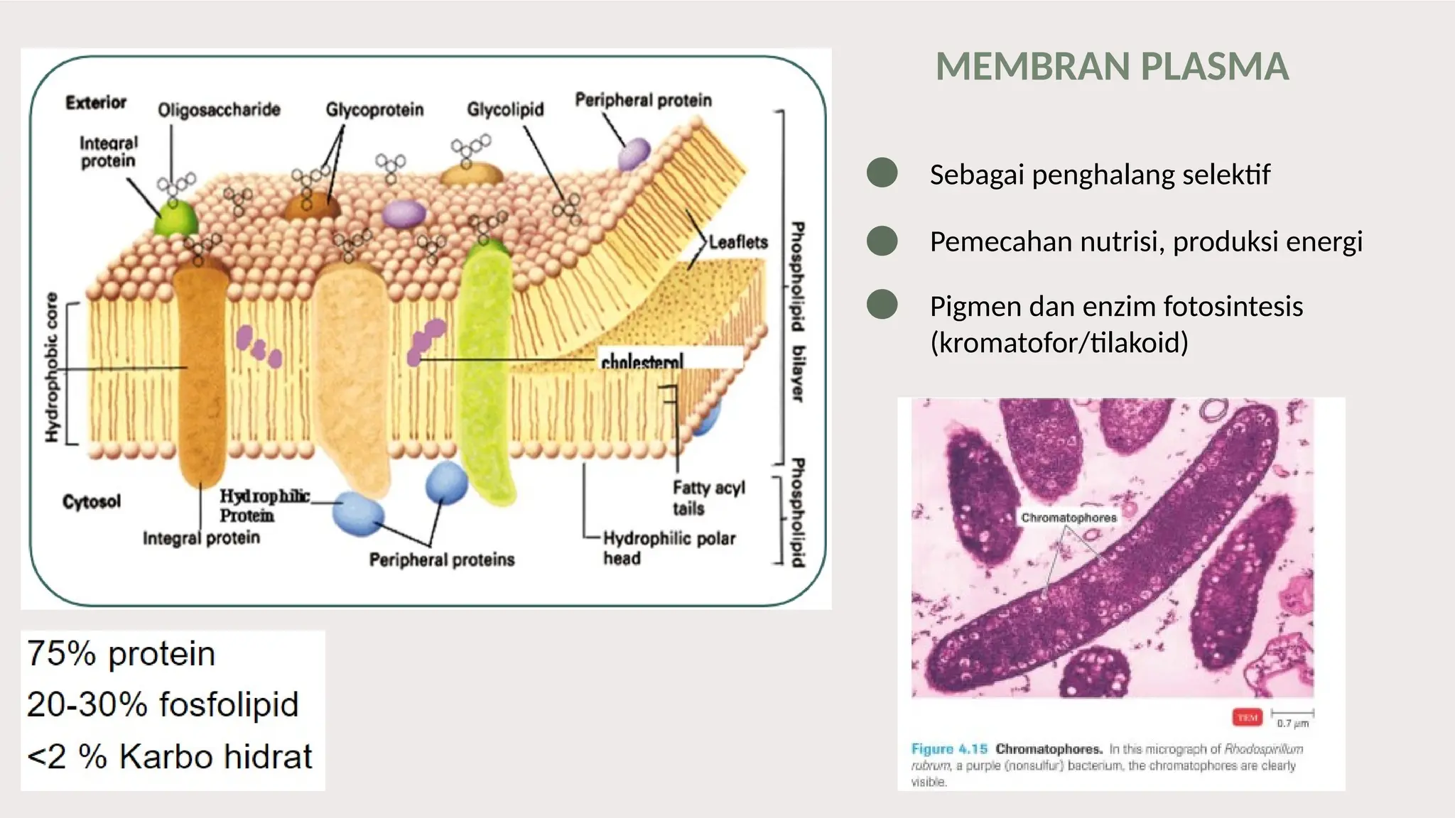 Perakitan Struktur Sel Mikrob_Fisiologi Mikrob.pptx