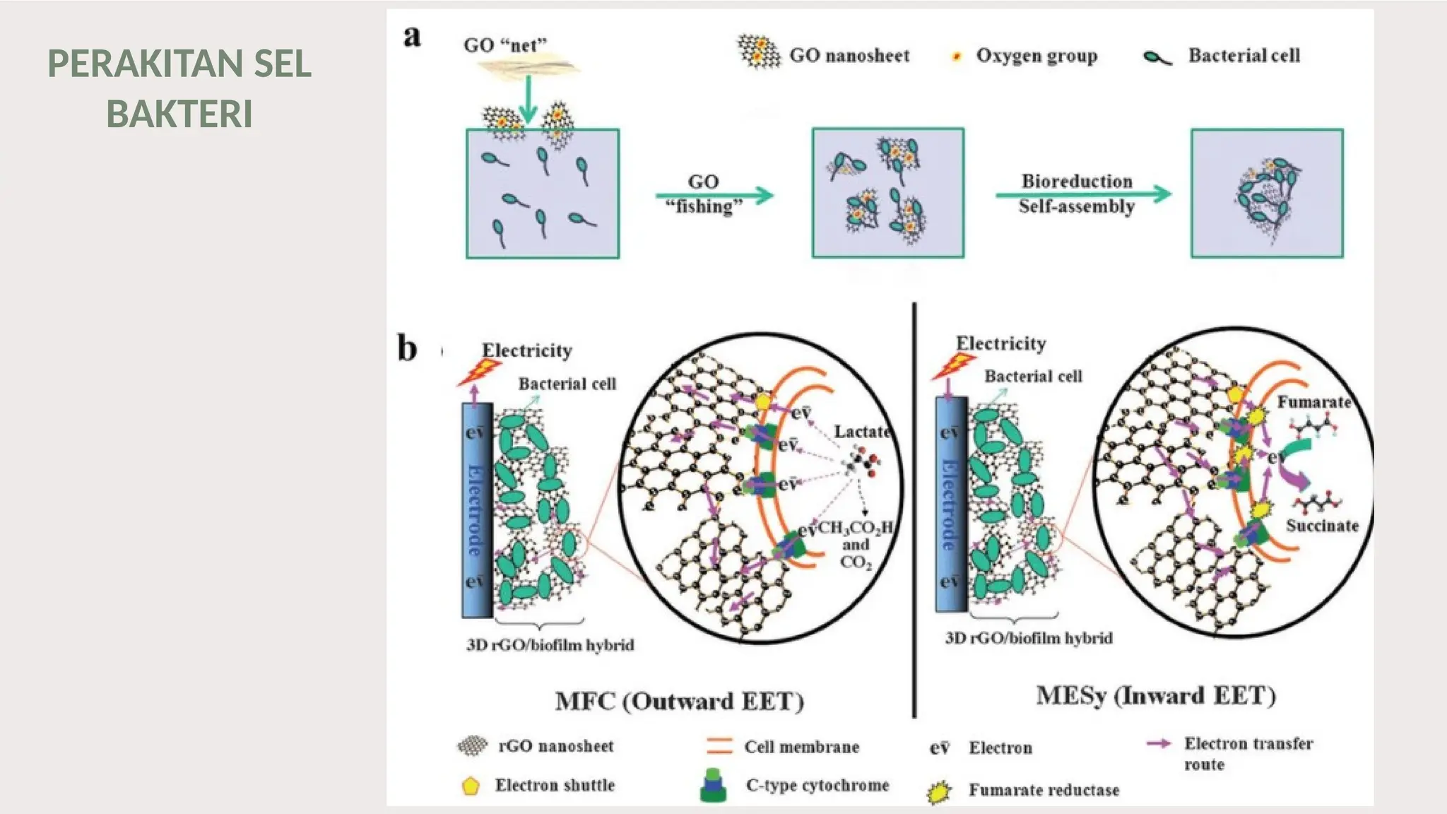 Perakitan Struktur Sel Mikrob_Fisiologi Mikrob.pptx