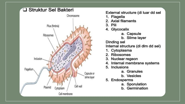 Perakitan Struktur Sel Mikrob_Fisiologi Mikrob.pptx