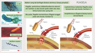 Perakitan Struktur Sel Mikrob_Fisiologi Mikrob.pptx