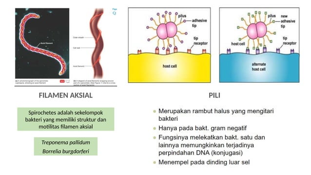 Perakitan Struktur Sel Mikrob_Fisiologi Mikrob.pptx