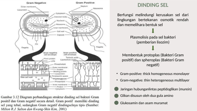 Perakitan Struktur Sel Mikrob_Fisiologi Mikrob.pptx