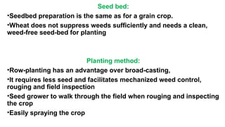 Management of Seed Crops (Wheat) | PPT