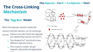 Preparation and evaluation of Sodium alginate beads by ion gelation ...