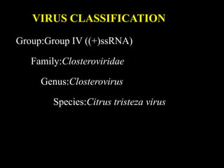 CITRUS TRISTEZA DISEASE | PPTX