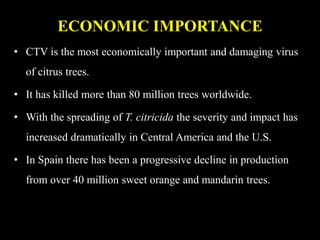 CITRUS TRISTEZA DISEASE | PPTX