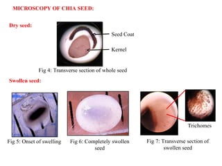 Dhruti Avlani - Chia Seed Mucilage | PPT