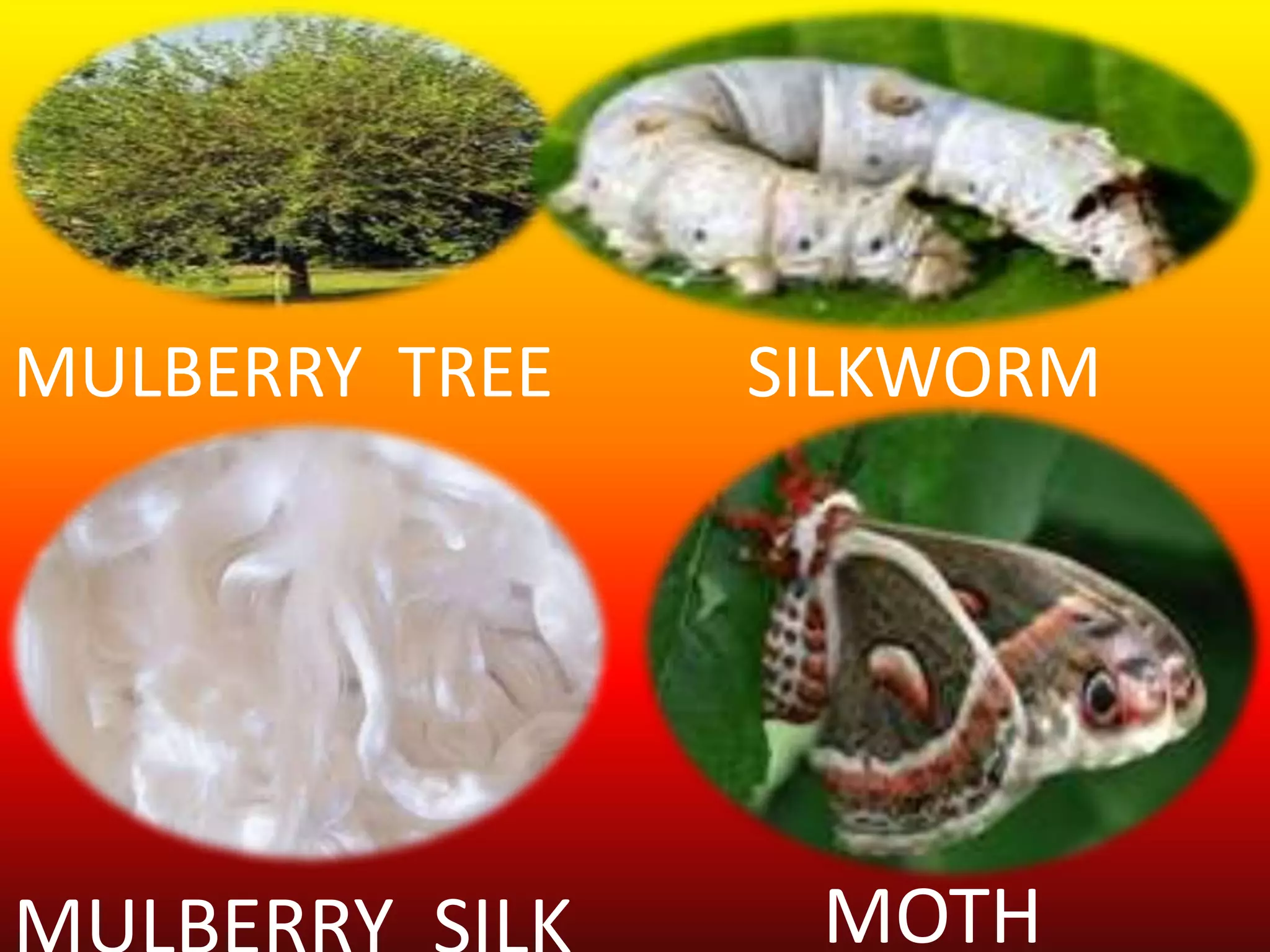 SILKWORM | PPTX