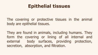 Epithelial Tissues: The Guardians of the Body | PPT