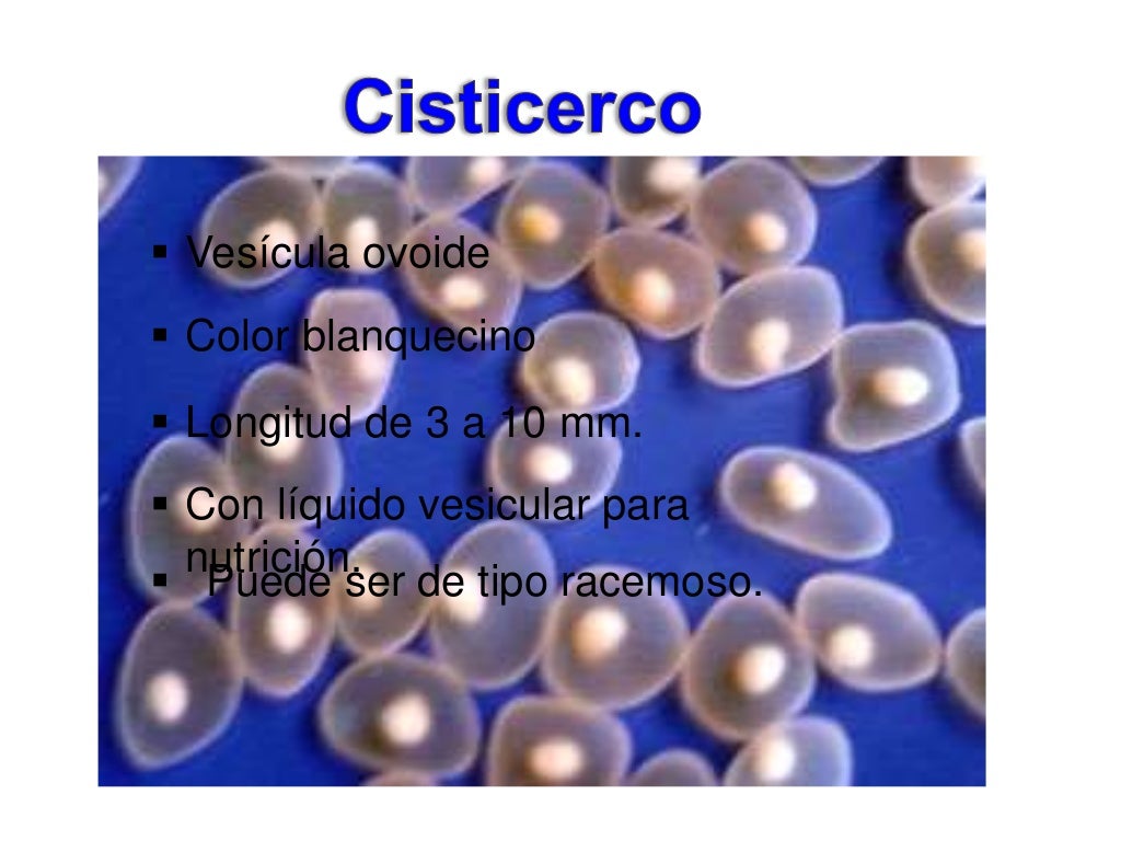 Importancia de la prevención de la cisticercosis