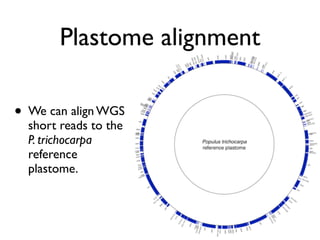Plastome phylogenomics in Populus | PDF