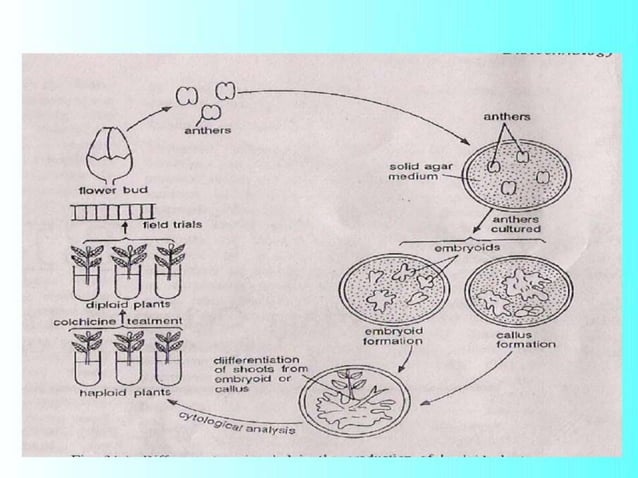 production of double haploid plants | PPTX