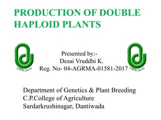 production of double haploid plants | PPTX