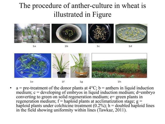 production of double haploid plants | PPTX