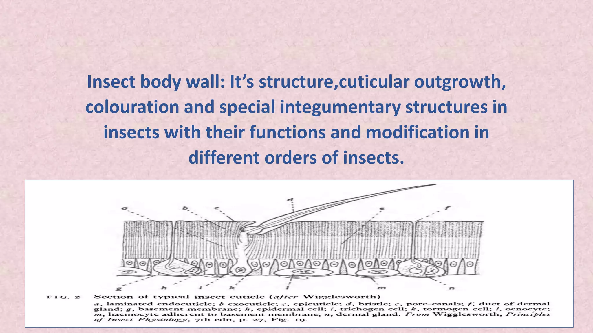 Insect body wall: It’s structure,cuticular outgrowth, colouration and ...