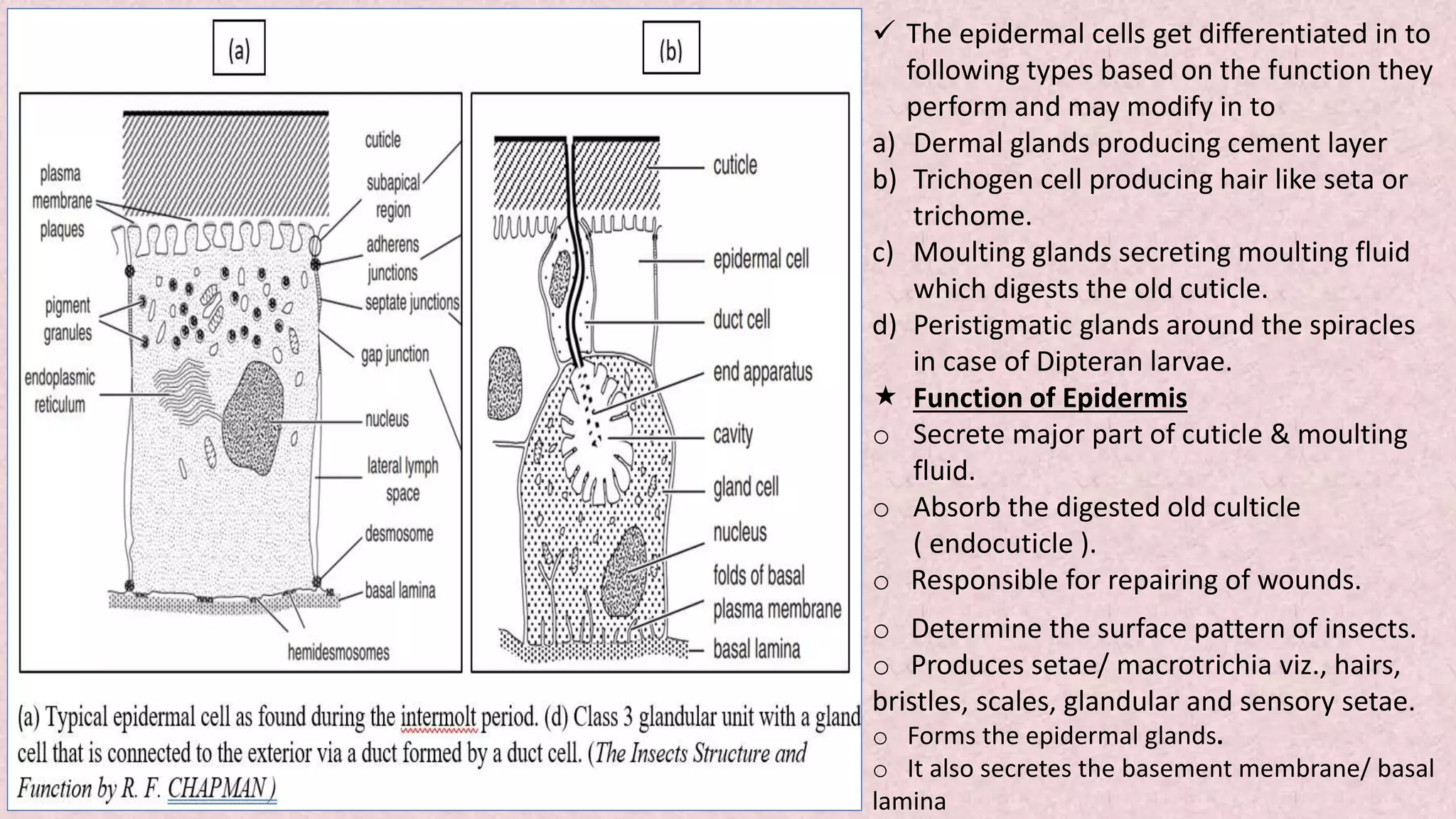 Insect body wall: It’s structure,cuticular outgrowth, colouration and ...