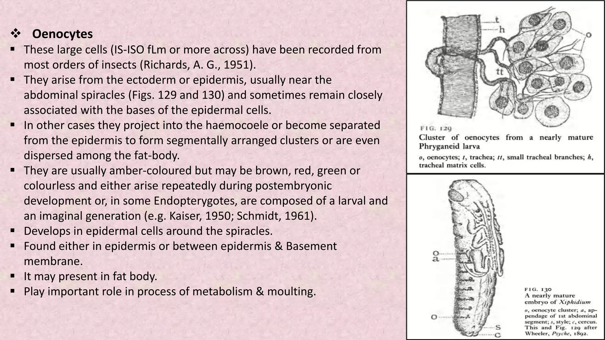 Insect body wall: It’s structure,cuticular outgrowth, colouration and ...