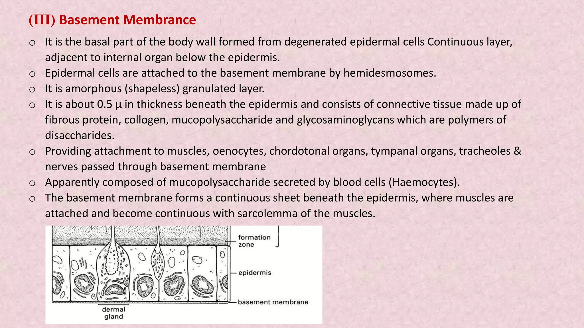 Insect body wall: It’s structure,cuticular outgrowth, colouration and ...