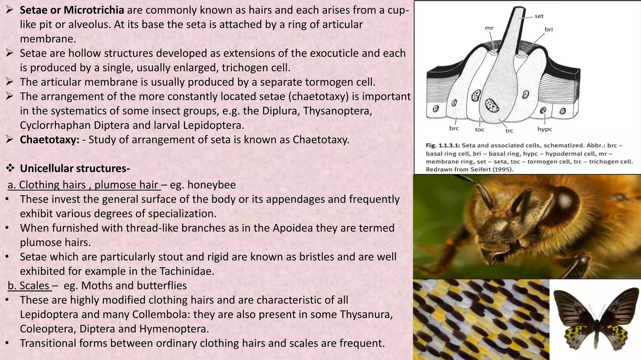 Insect body wall: It’s structure,cuticular outgrowth, colouration and ...