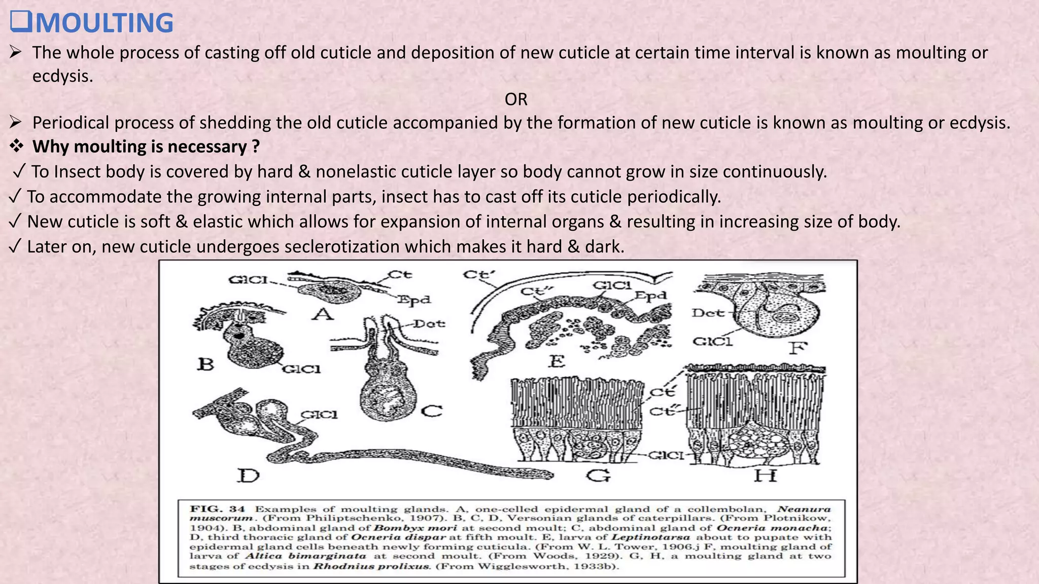 Insect body wall: It’s structure,cuticular outgrowth, colouration and ...