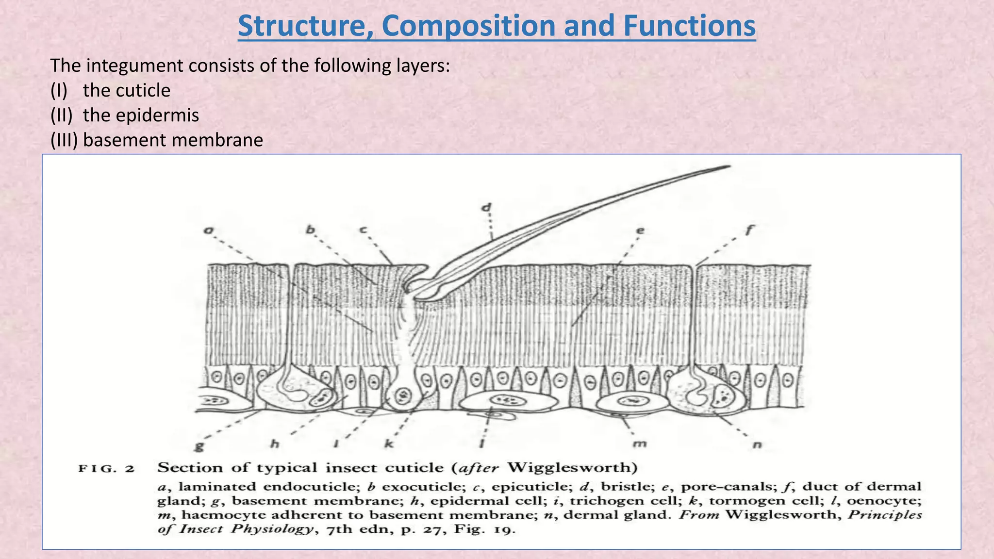 Insect body wall: It’s structure,cuticular outgrowth, colouration and ...