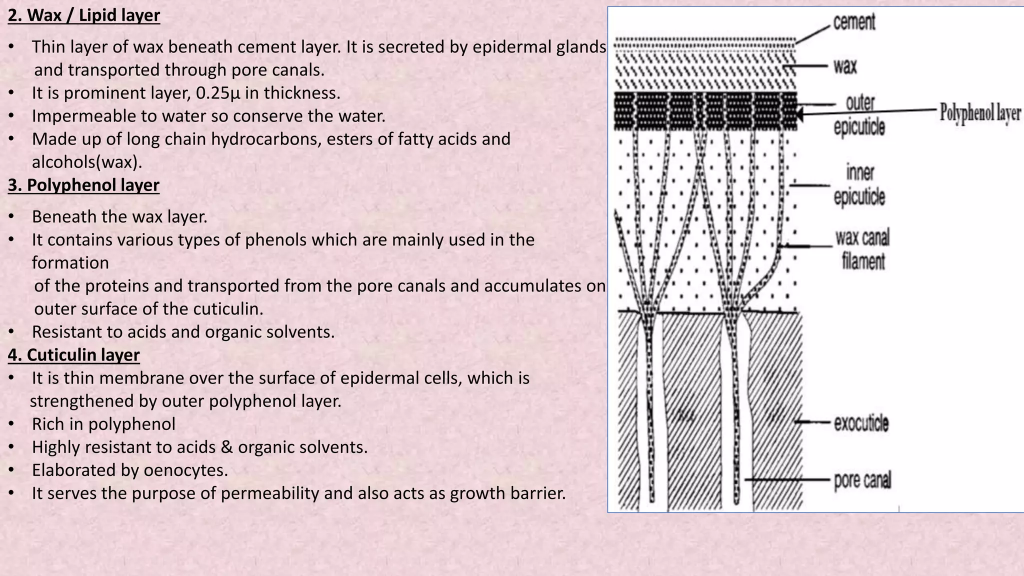 Insect body wall: It’s structure,cuticular outgrowth, colouration and ...