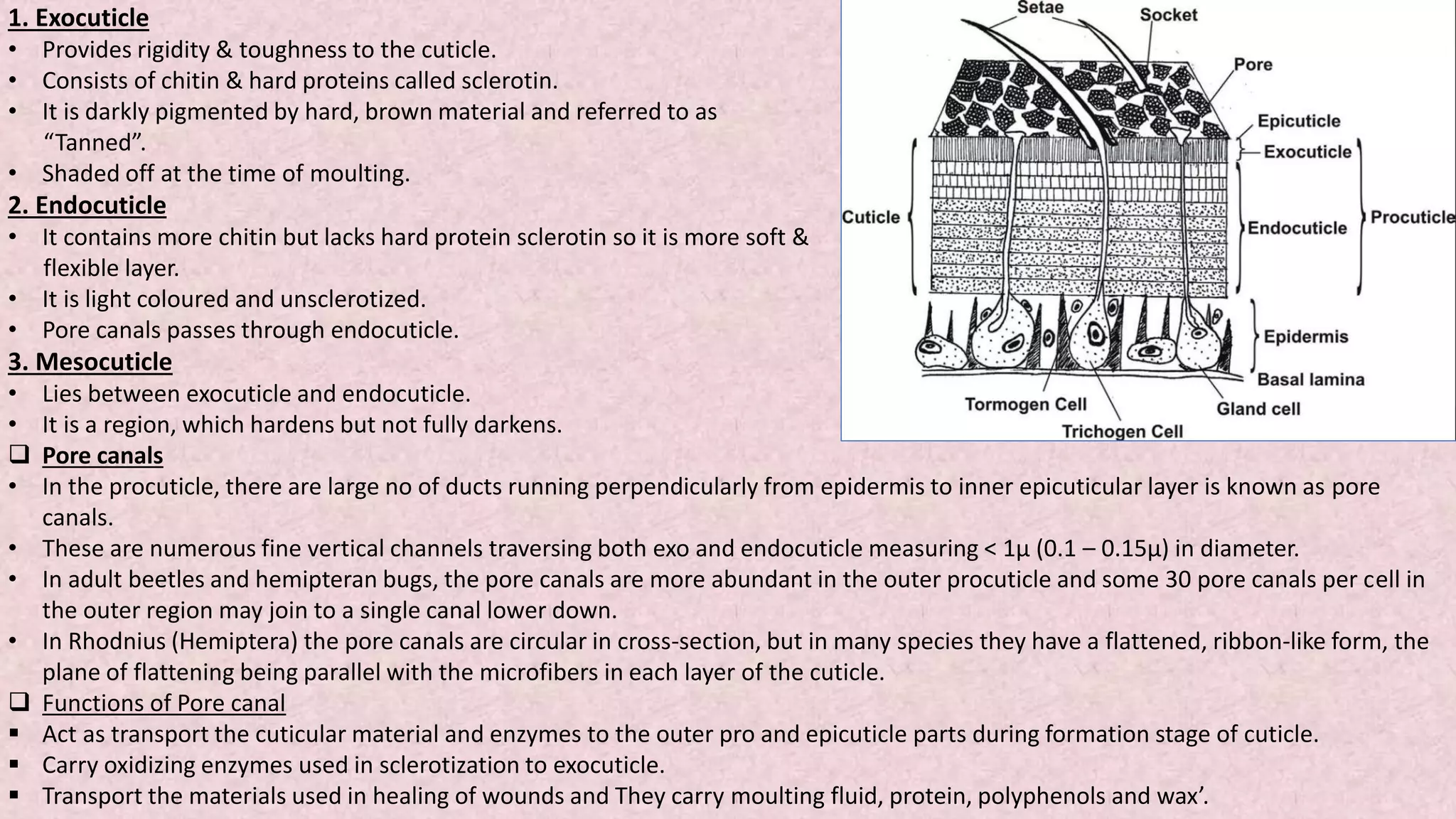 Insect body wall: It’s structure,cuticular outgrowth, colouration and ...