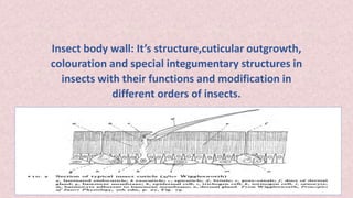 Insect body wall: It’s structure,cuticular outgrowth, colouration and ...