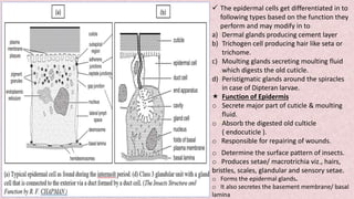 Insect body wall: It’s structure,cuticular outgrowth, colouration and ...