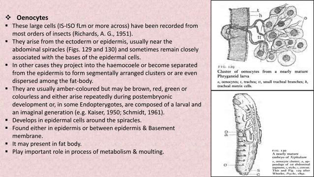 Insect body wall: It’s structure,cuticular outgrowth, colouration and ...