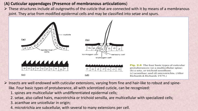 Insect body wall: It’s structure,cuticular outgrowth, colouration and ...
