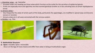 Insect body wall: It’s structure,cuticular outgrowth, colouration and ...