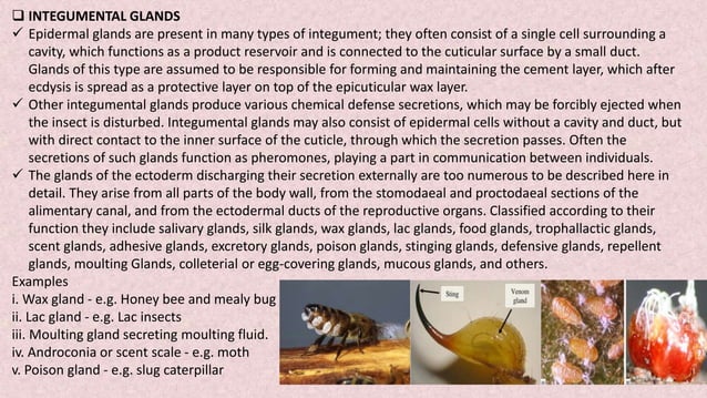 Insect body wall: It’s structure,cuticular outgrowth, colouration and ...