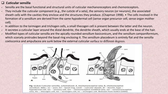 Insect body wall: It’s structure,cuticular outgrowth, colouration and ...