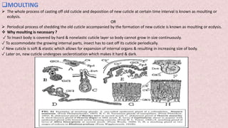 Insect body wall: It’s structure,cuticular outgrowth, colouration and ...