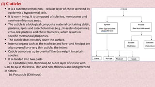 Insect body wall: It’s structure,cuticular outgrowth, colouration and ...