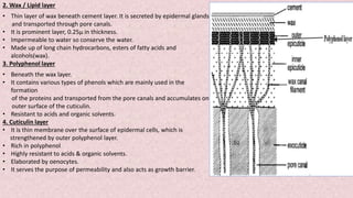 Insect body wall: It’s structure,cuticular outgrowth, colouration and ...