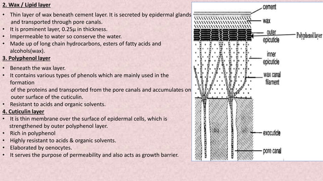 Insect body wall: It’s structure,cuticular outgrowth, colouration and ...