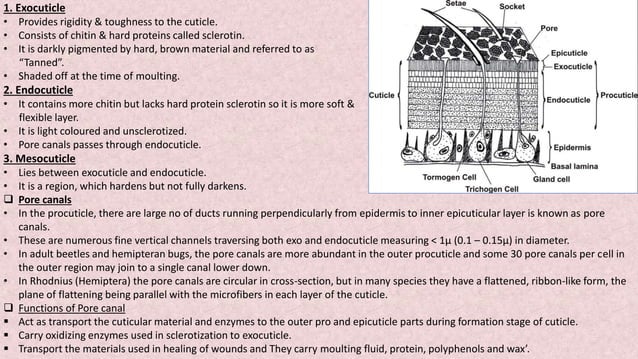 Insect body wall: It’s structure,cuticular outgrowth, colouration and ...