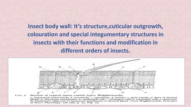 Insect body wall: It’s structure,cuticular outgrowth, colouration and ...