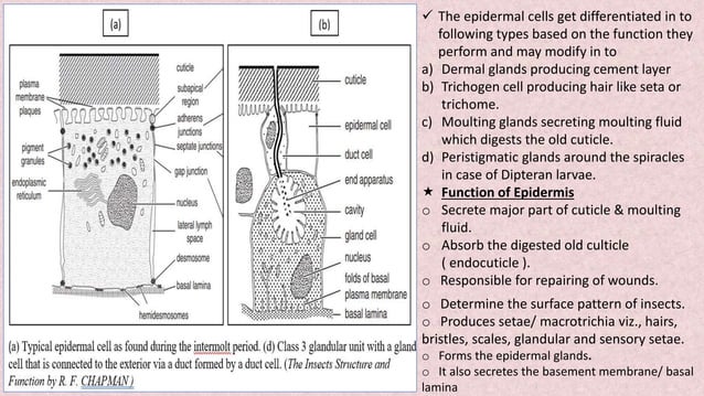 Insect body wall: It’s structure,cuticular outgrowth, colouration and ...