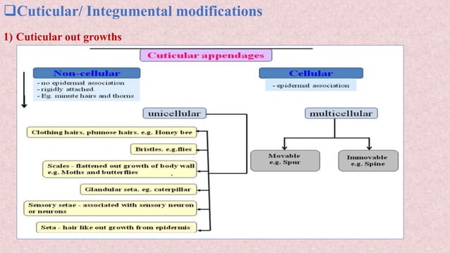 Insect body wall: It’s structure,cuticular outgrowth, colouration and ...