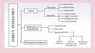 Insect body wall: It’s structure,cuticular outgrowth, colouration and ...