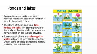 Dhyana science group 2 project on plants.pptx