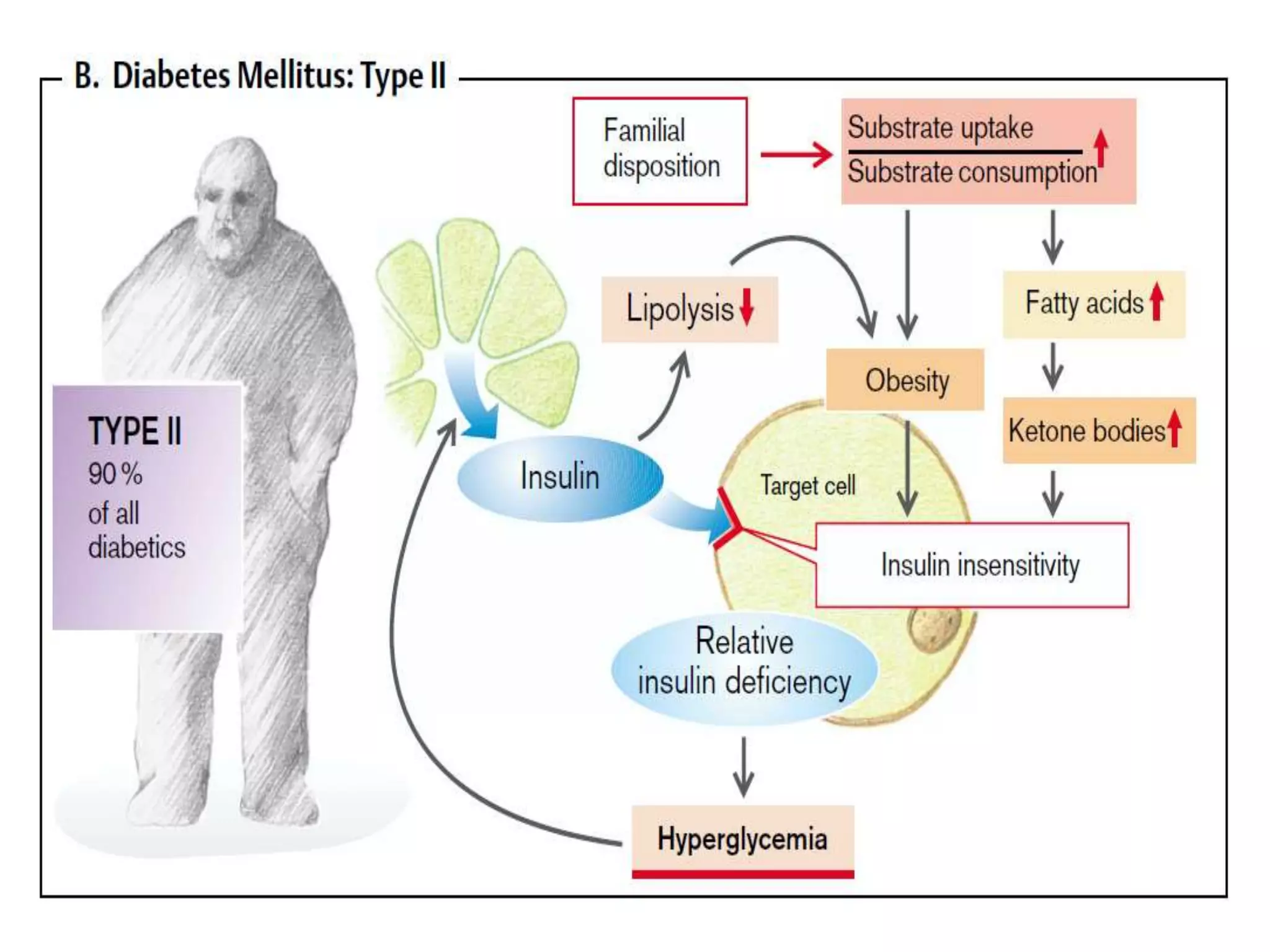 screening model for diabetes | PPTX