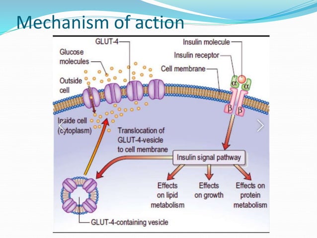Insulin and Oral Hypoglycemics | PPTX | Endocrine and Metabolic ...