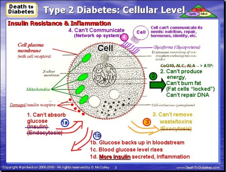 Death to Diabetes: Type 2 Diabetes Pathology