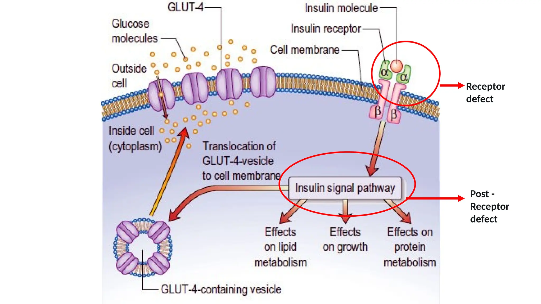 Pathogenesis of Diabetes Mellitus: Understanding the Mechanisms Behind ...